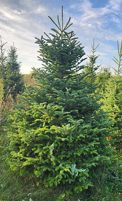 Christmas at Oney's Tree Farm | Woodstock Illinois | 815-990-8040
