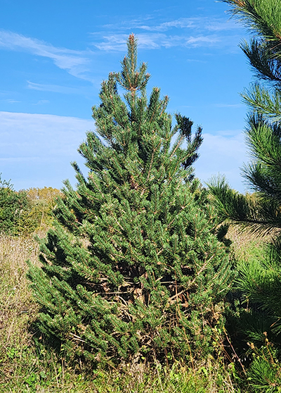 Christmas at Oney's Tree Farm | Woodstock Illinois | 815-990-8040
